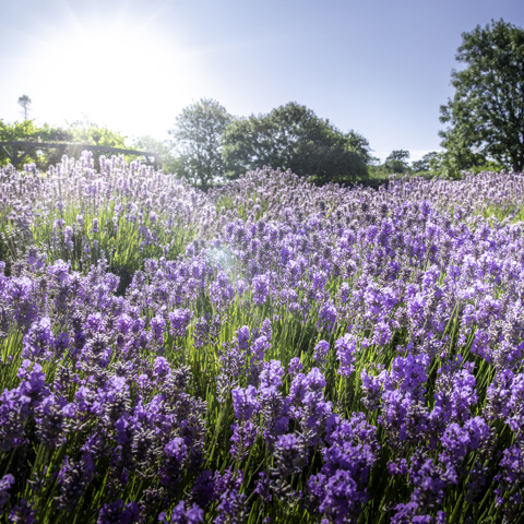 Lavender Chase Hunstanton